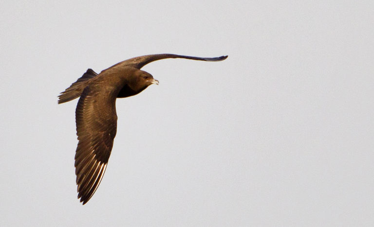 Kjói | Náttúruminjasafn Íslands