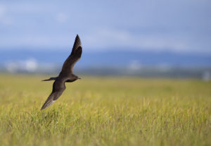 Kjói | Náttúruminjasafn Íslands