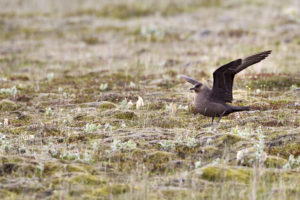Kjói | Náttúruminjasafn Íslands