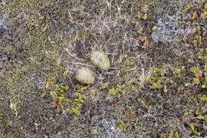 Kjói | Náttúruminjasafn Íslands