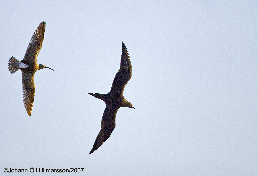 Kjói | Náttúruminjasafn Íslands