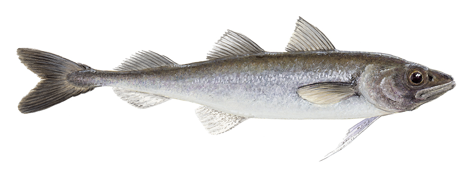 Polar cod (Boreogadus saida) | Náttúruminjasafn Íslands