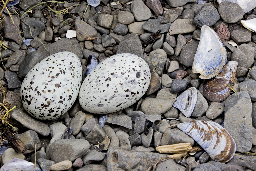 Teista | Náttúruminjasafn Íslands