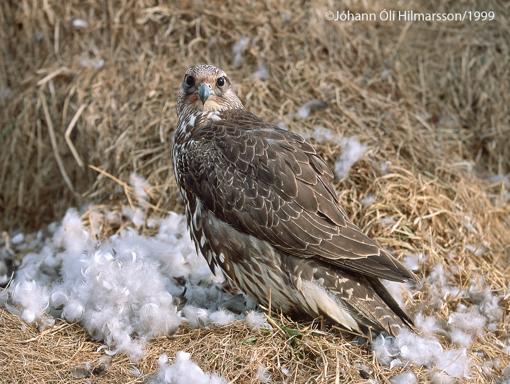 Fálkinn | Náttúruminjasafn Íslands