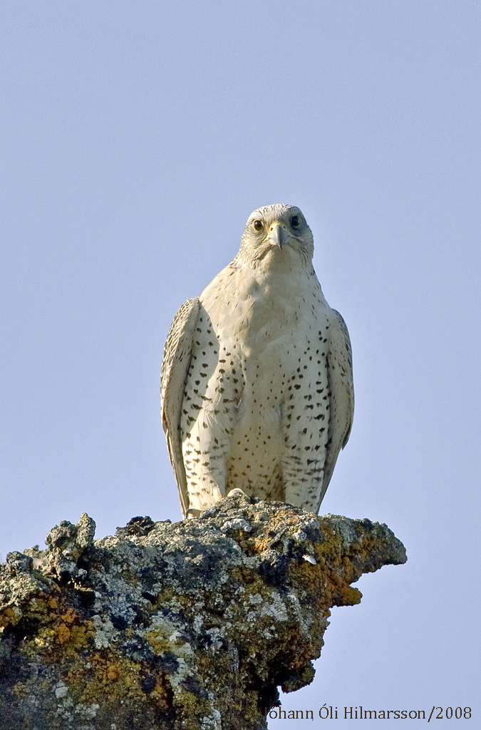 Fálkinn | Náttúruminjasafn Íslands