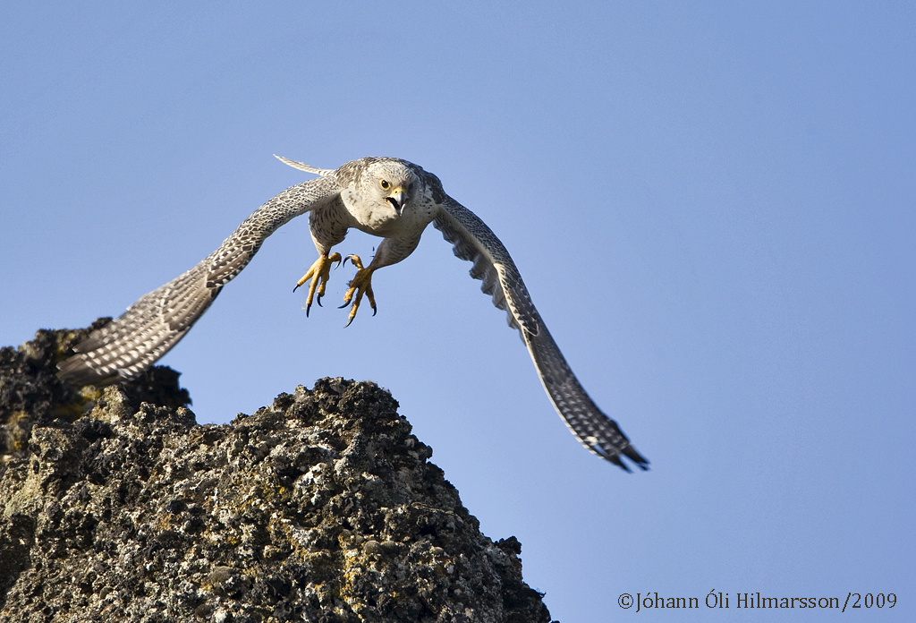 Fálkinn | Náttúruminjasafn Íslands