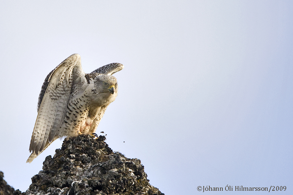 Fálkinn | Náttúruminjasafn Íslands