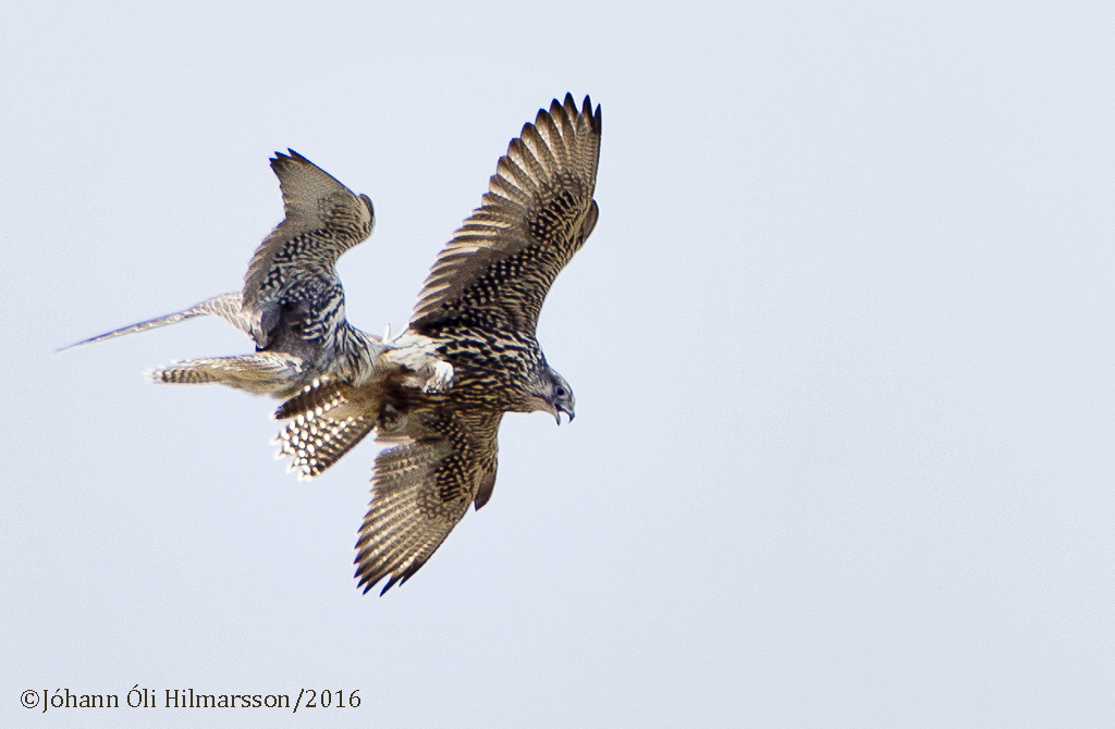 Fálkinn | Náttúruminjasafn Íslands