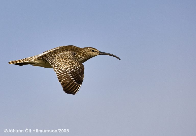 Spói | Náttúruminjasafn Íslands
