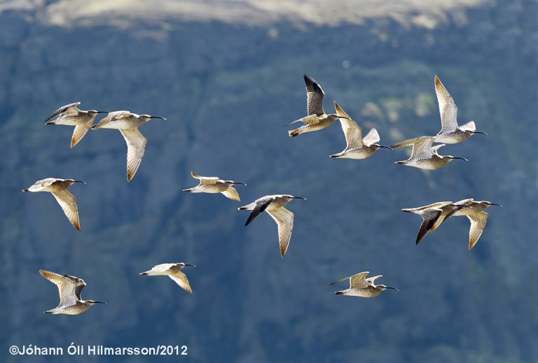 Spói | Náttúruminjasafn Íslands