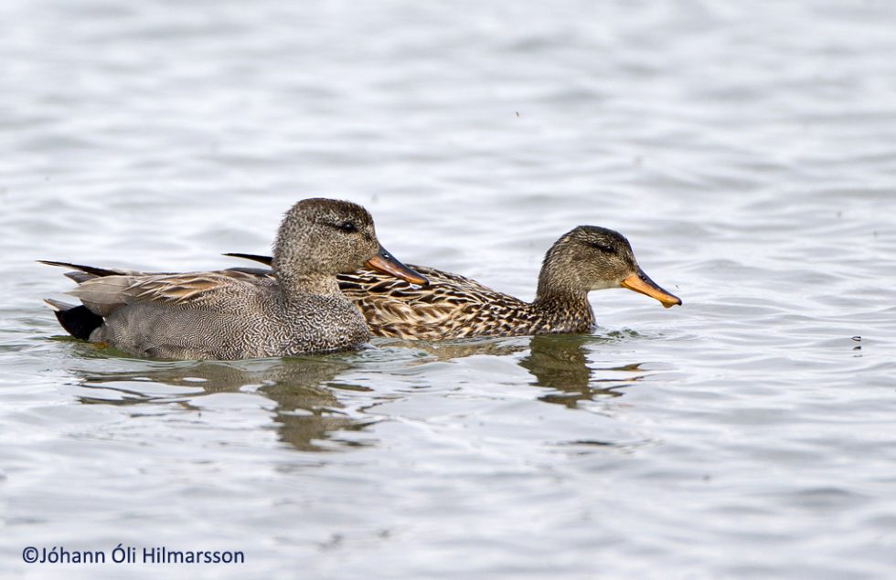 Gargönd | Náttúruminjasafn Íslands
